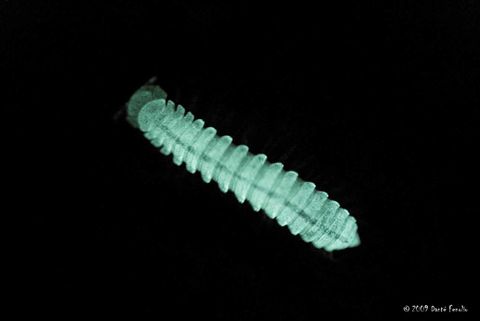 Glowing Millipedes Found on Alcatraz | Strange Animals | Live Science