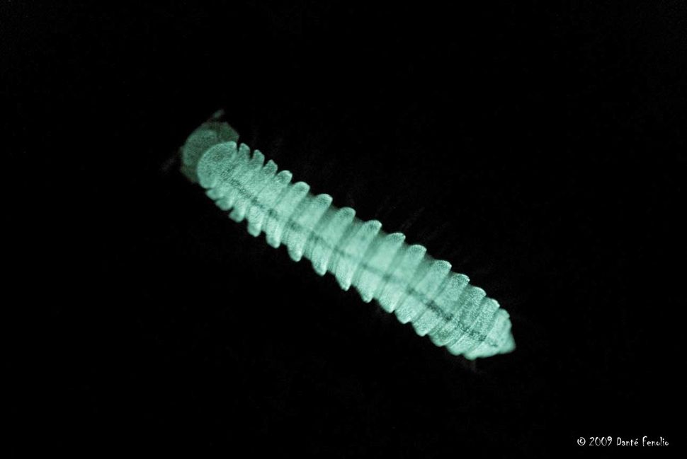 Glowing Millipedes Found on Alcatraz | Strange Animals | Live Science
