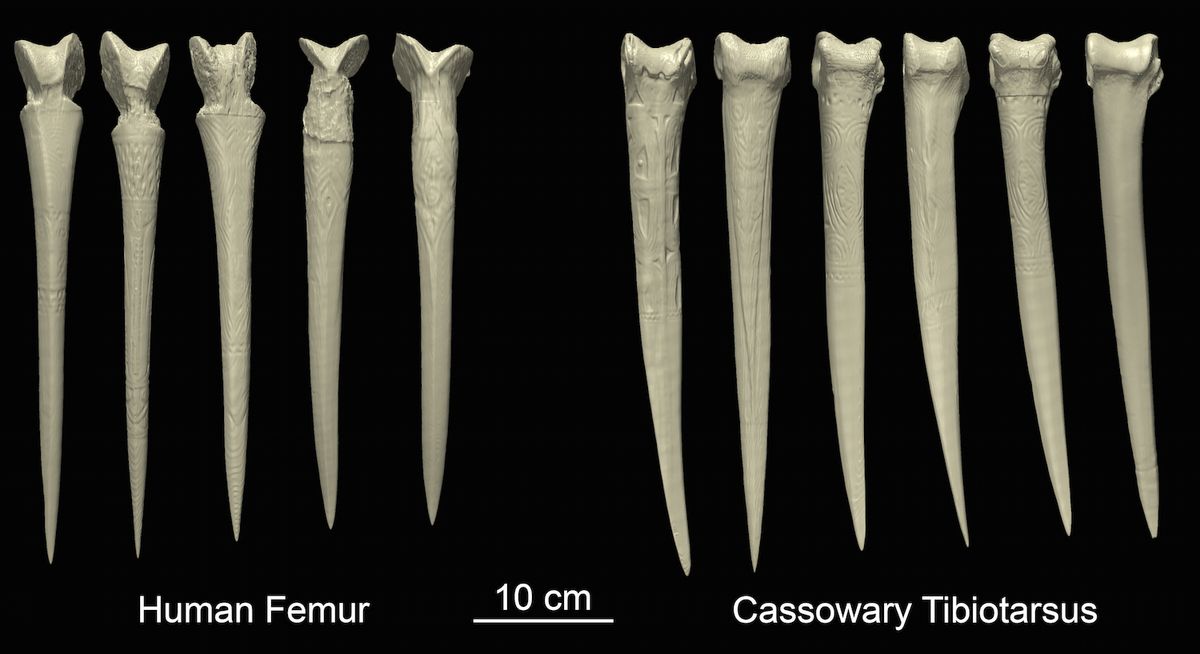 Why New Guinea Warriors Prized Human Bone Daggers | Live Science