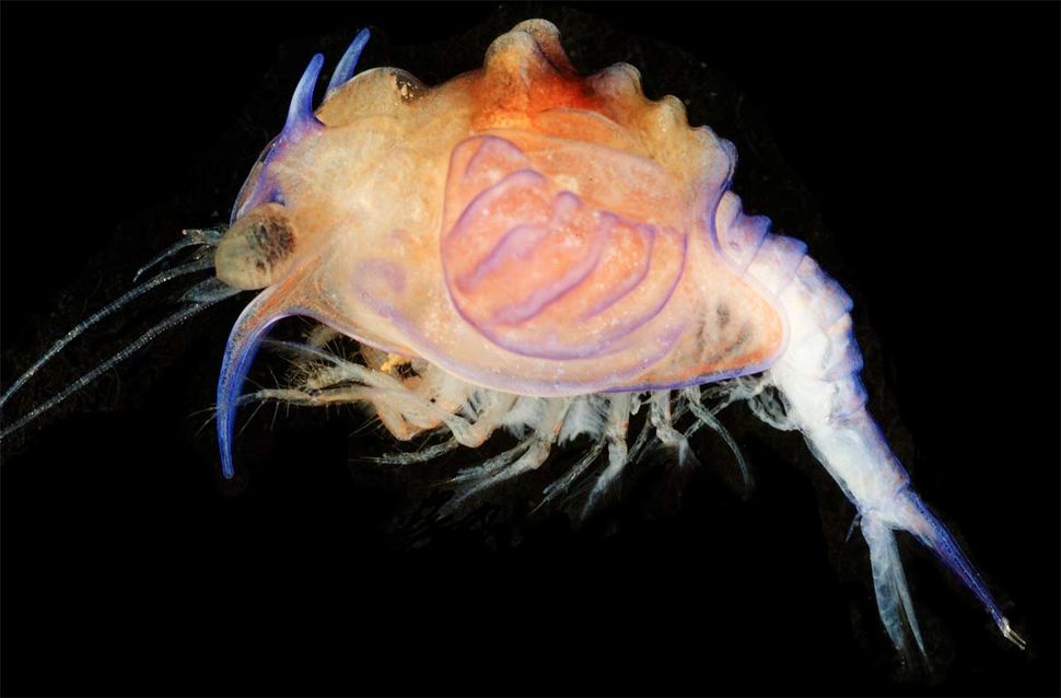 200-Year-Old 'Monster Larva' Mystery Solved | Live Science