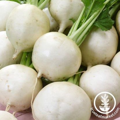 How to grow turnips - from sowing seeds to harvesting roots | Homes and ...