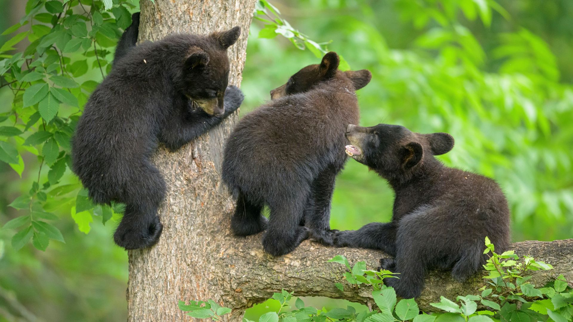 These are the 7 best National Parks for bear sightings | Advnture