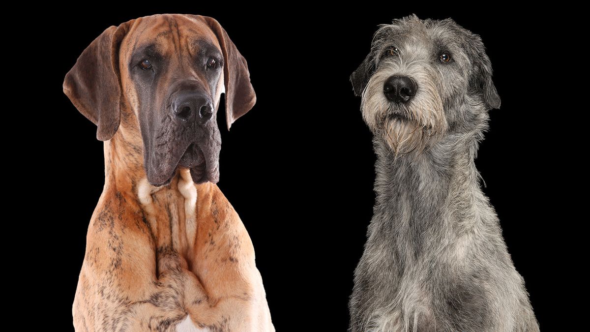 Great Dane vs Irish Wolfhound: Which giant breed is for you? | PetsRadar