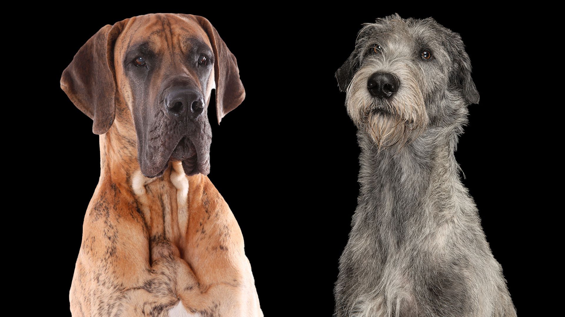 Great Dane vs Irish Wolfhound: Which giant breed is for you? | PetsRadar
