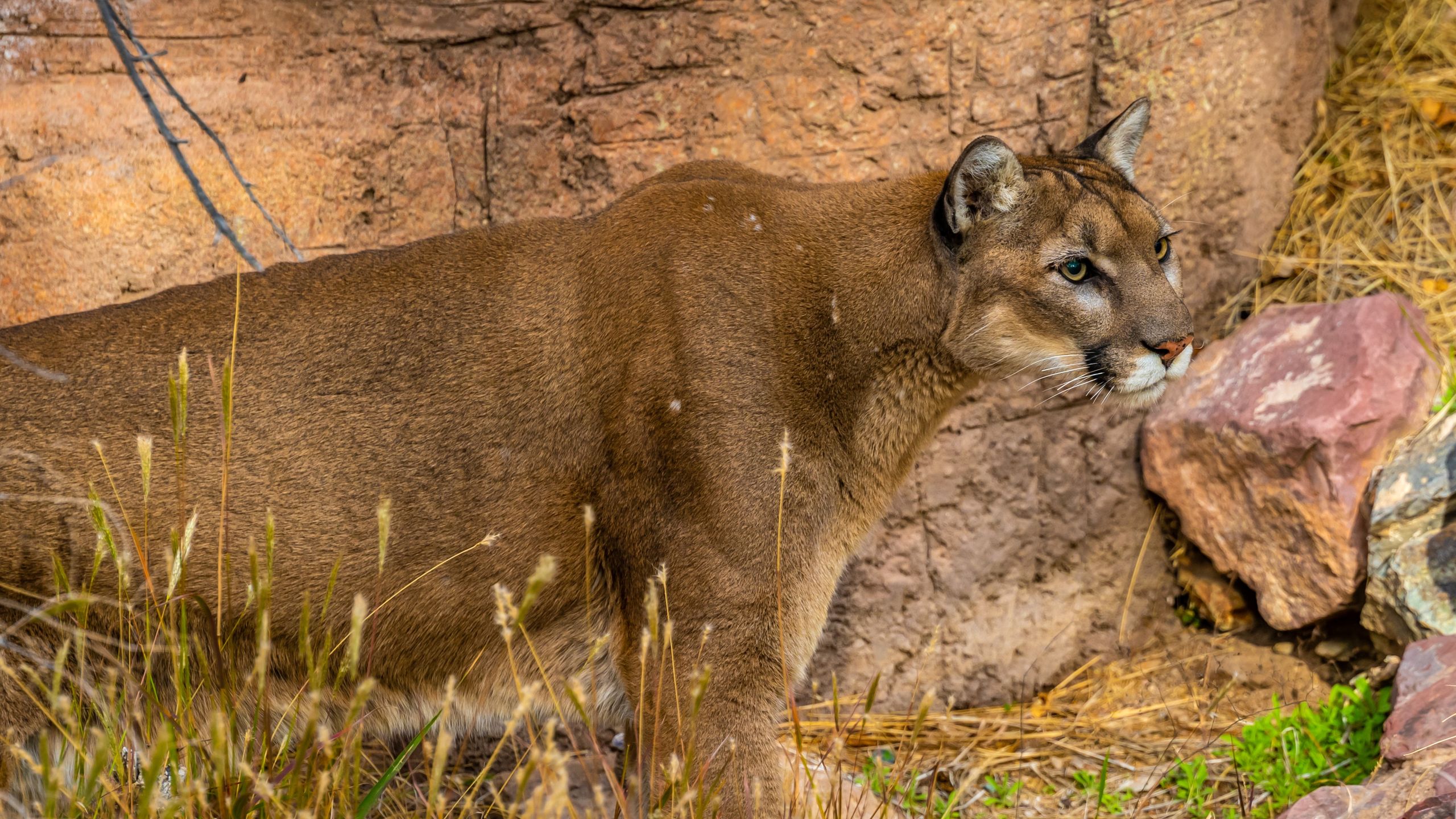 Mountain lion bites child in rare attack during family hike on popular ...