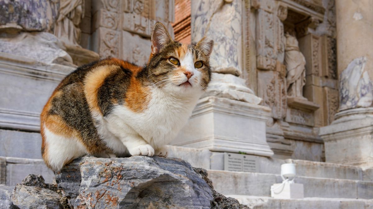 32 cat breeds that like water | PetsRadar