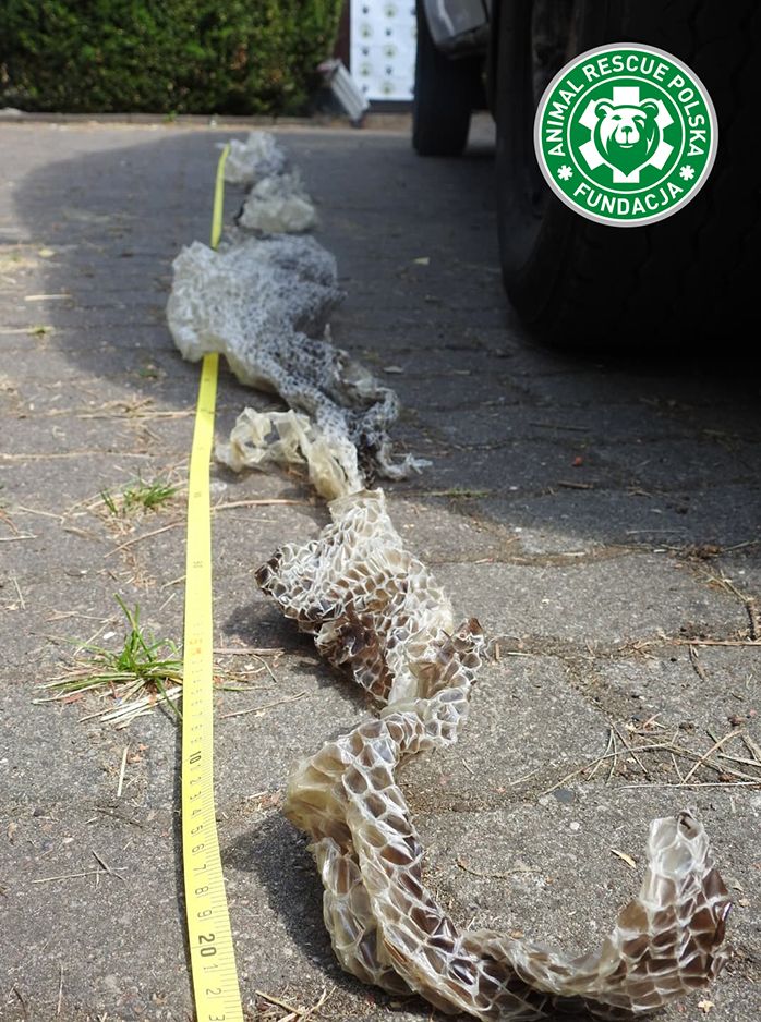 An 18-Foot Fugitive Python Is on the Loose in Poland | Live Science