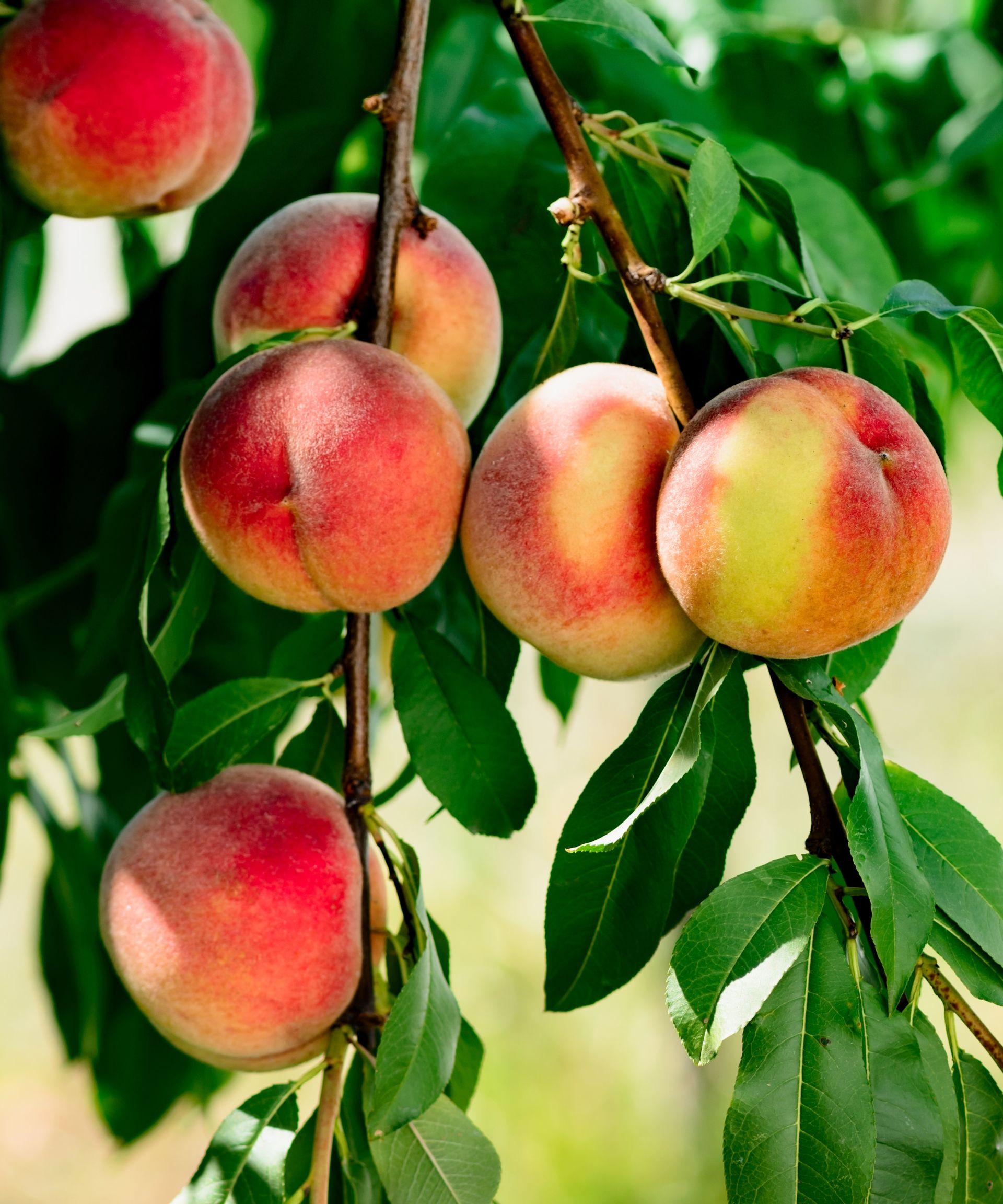 6 of the easiest fruit trees to grow for homegrown harvests | Homes and ...