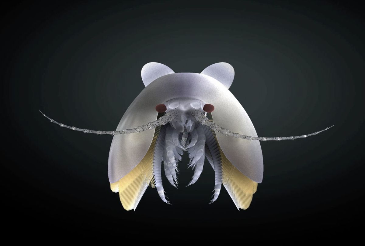 Photos: Ancient Shrimp-Like Critter Was Tiny But Fierce | Live Science