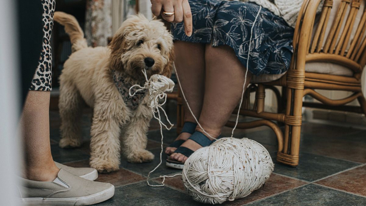 Pica in dogs: Vet’s guide to symptoms, causes and treatment | PetsRadar