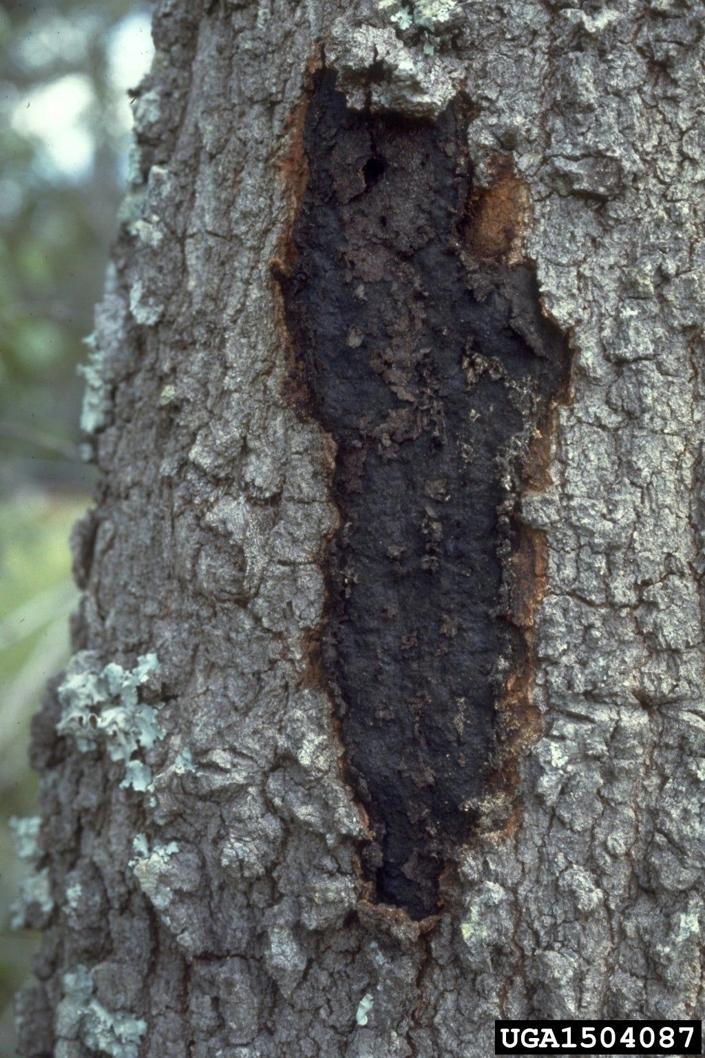 Hypoxylon Canker Disease: Tips For Treating Hypoxylon Canker On Trees ...