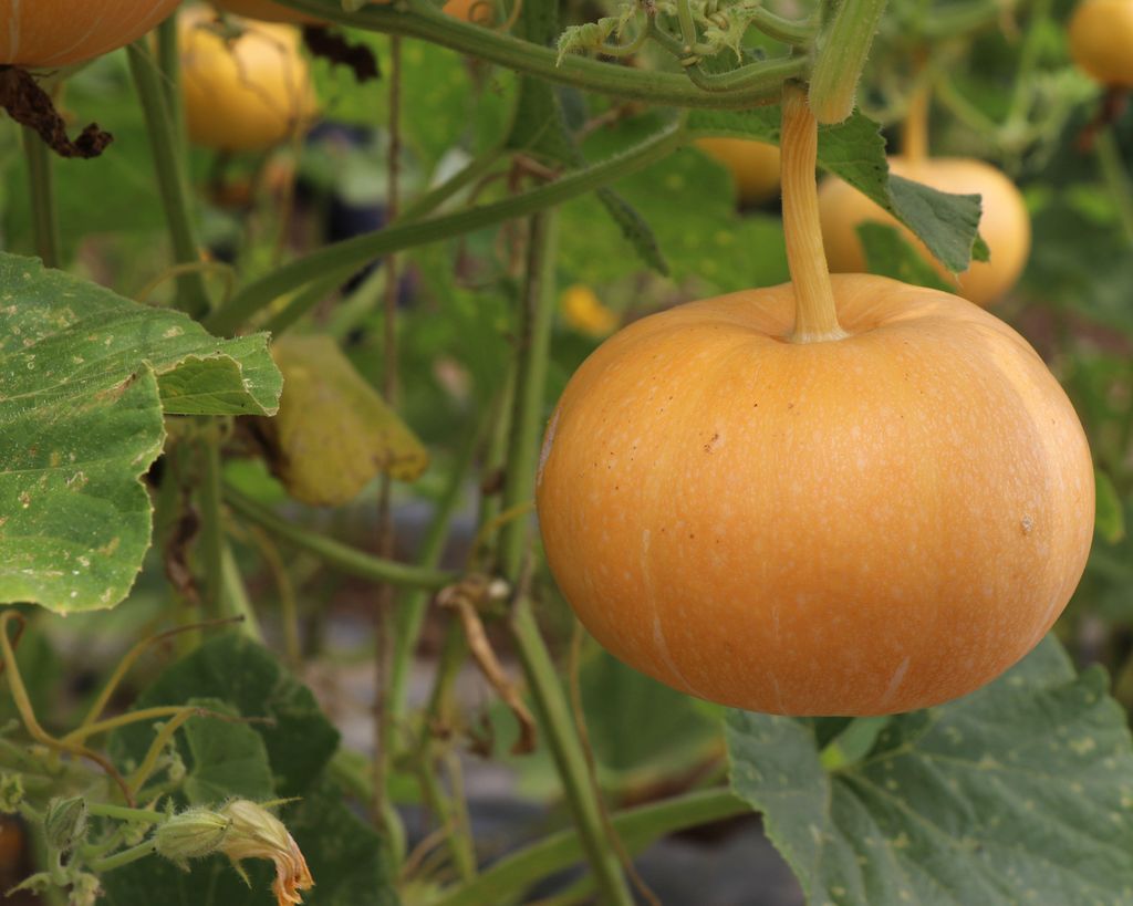 Growing pumpkins vertically – the space-saving way to grow your ...