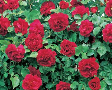 How To Climb Roses Up The Walls Of Your House: Expert Guide | Gardening ...