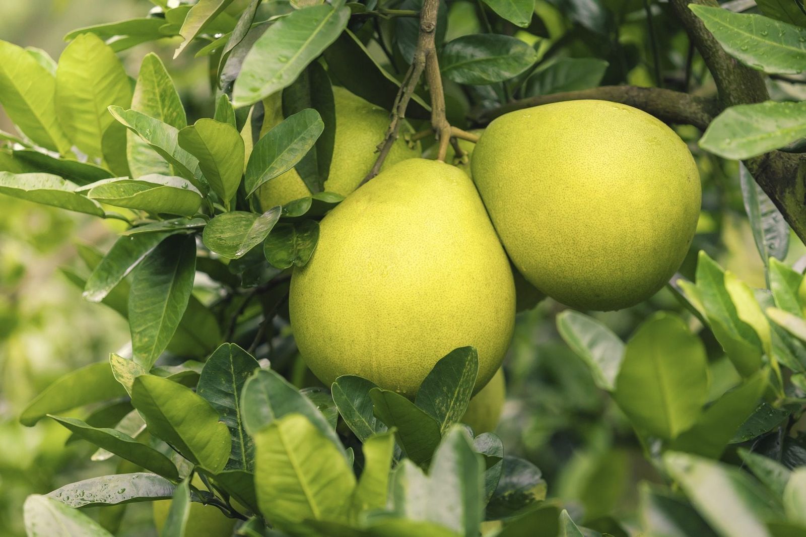What Is A Pummelo: Tips For Growing A Pomelo Tree | Gardening Know How
