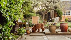 Best squirrel-repellent plants: 7 options | Homes and Gardens