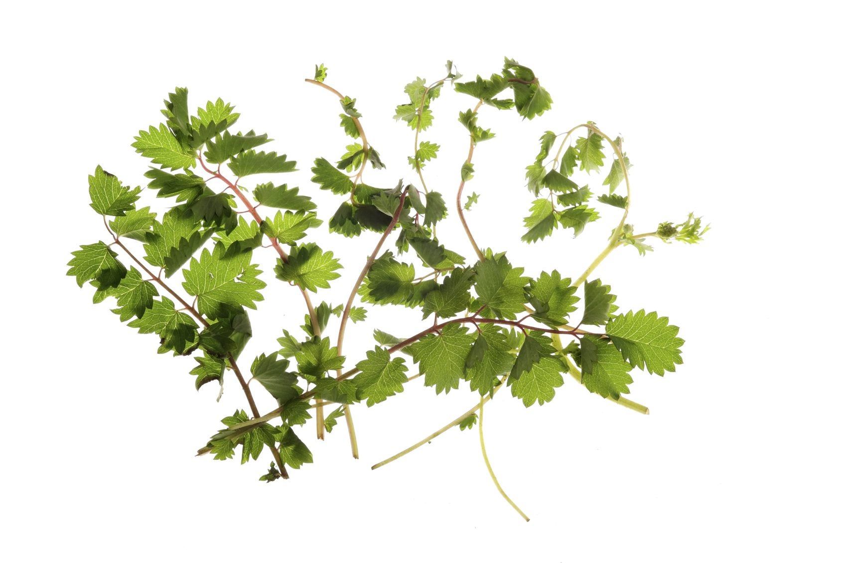 Salad Burnet Herb: Learn About Salad Burnet Growing In The Garden ...