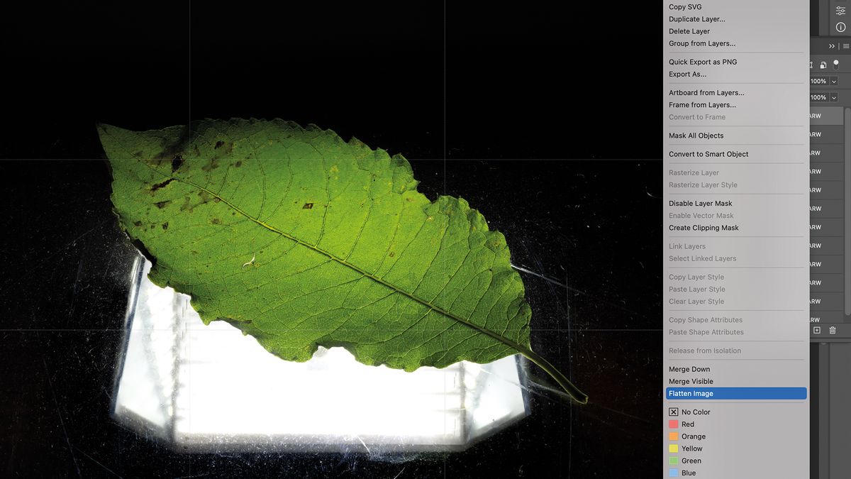 Create botanical photo art with microscopic insights | Digital Camera World