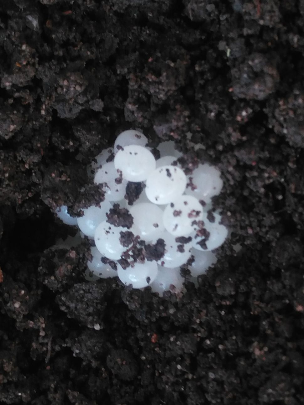 Photos: 'Lefty'-Shelled Snails Have 'Righty' Babies | Live Science