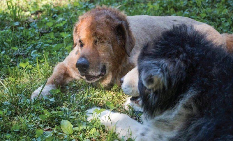 Old Friends Dog Game interview: Eternally touching the hearts of ...