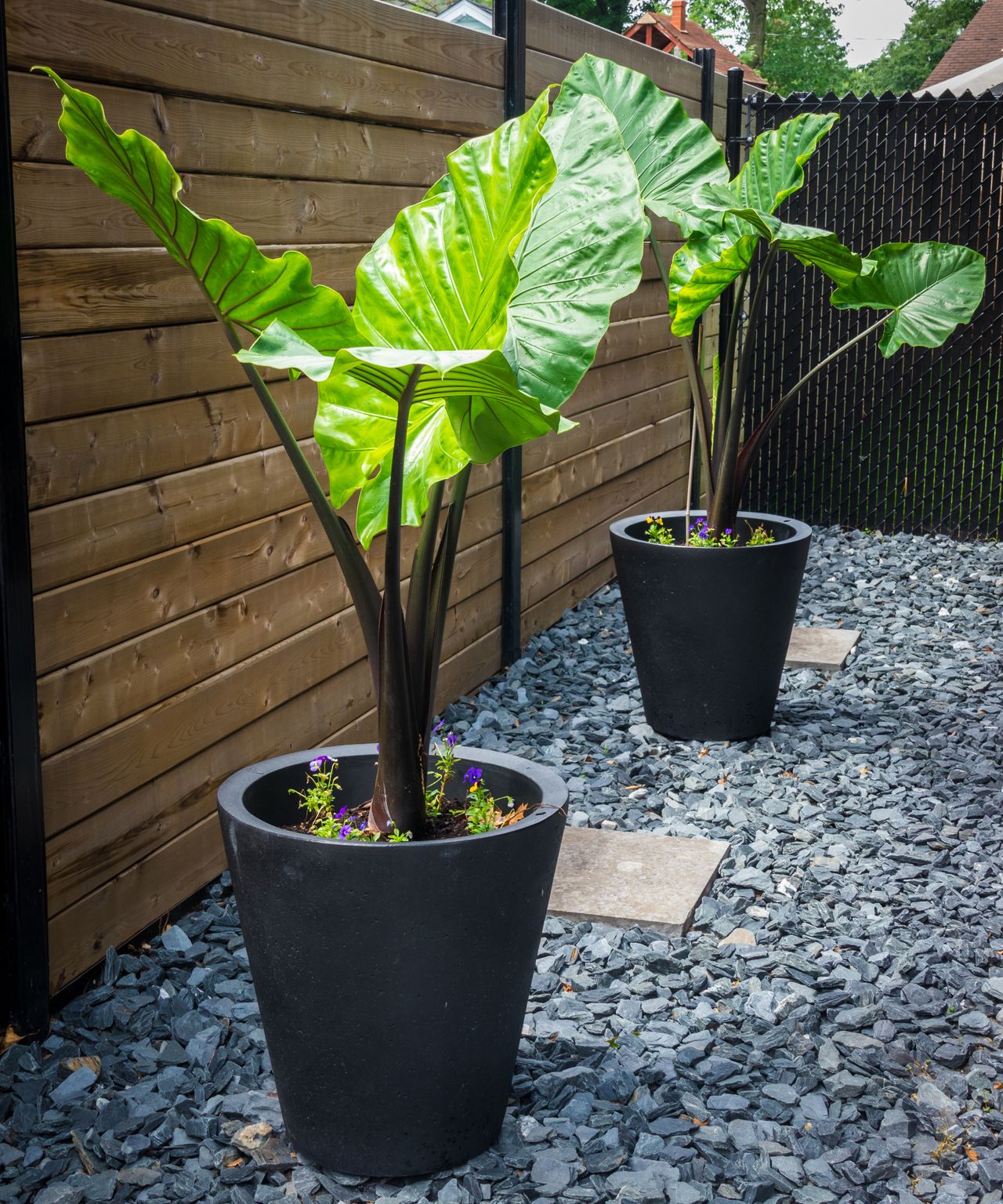 10 Large Outdoor Plants For Pots For An Eye-Popping Display | Gardening ...