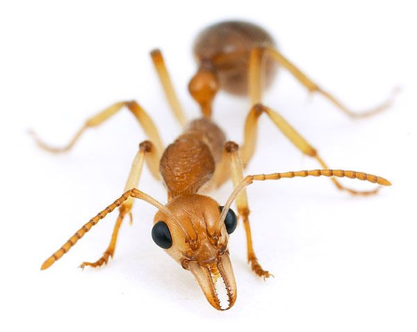 Image Gallery: Ants of the World: Page 2 | Live Science