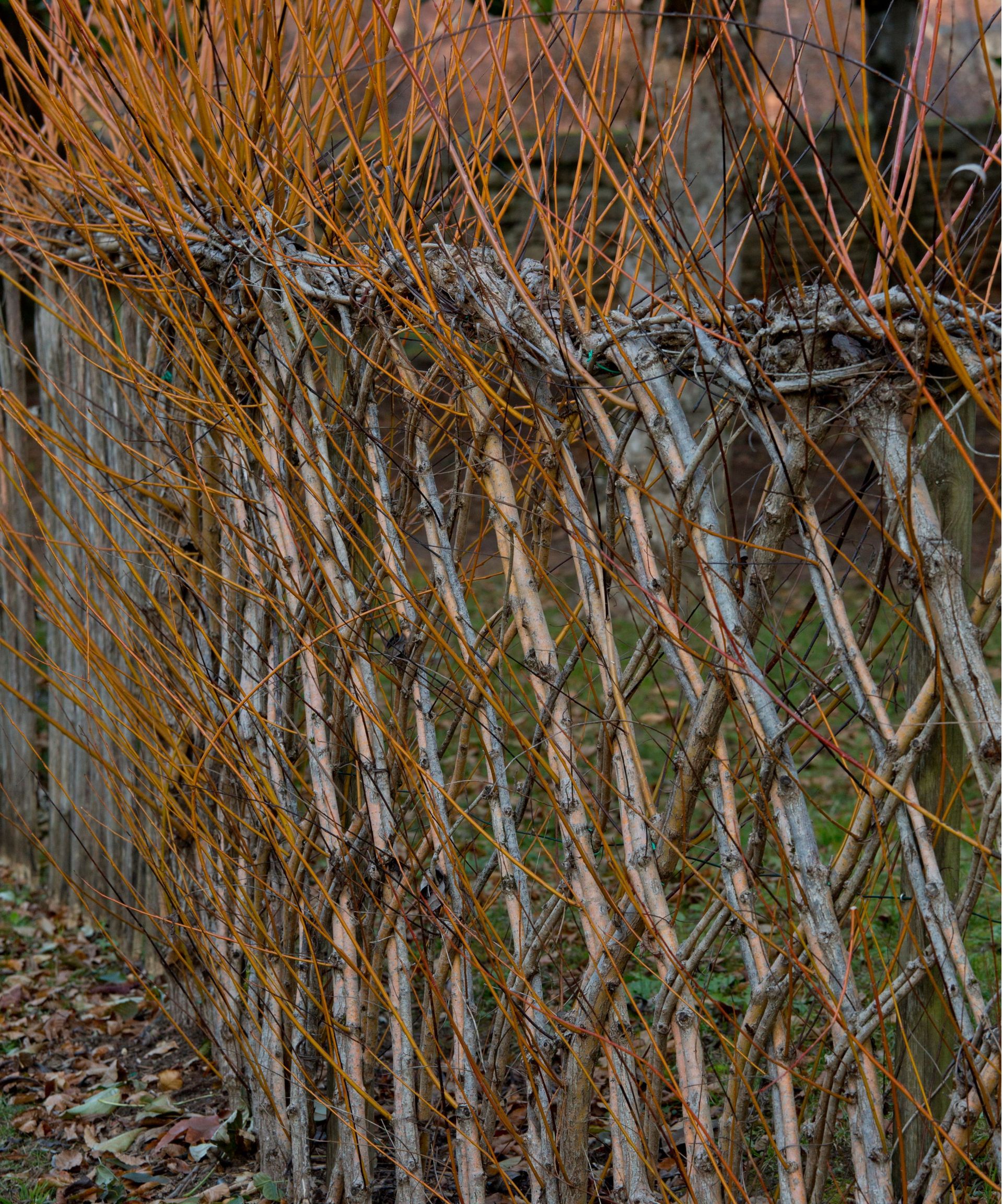 Living fence ideas: 5 ways to bring your boundary to life | Homes and ...