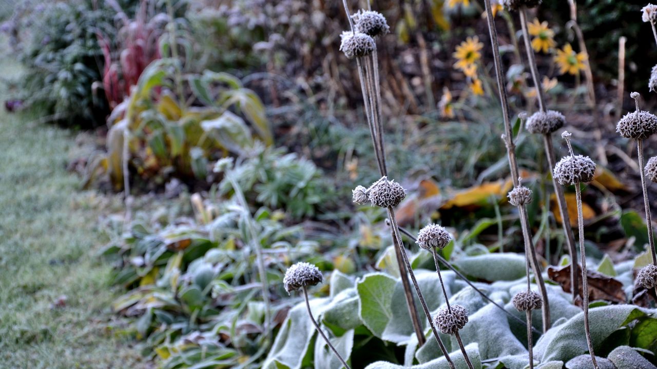 How to protect plants from frost: 10 quick and easy methods | Homes ...
