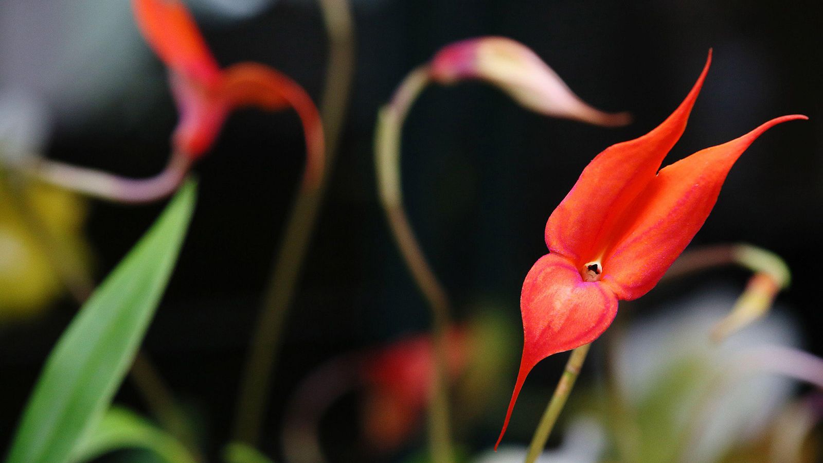Types of orchids: 10 stunning varieties for your home