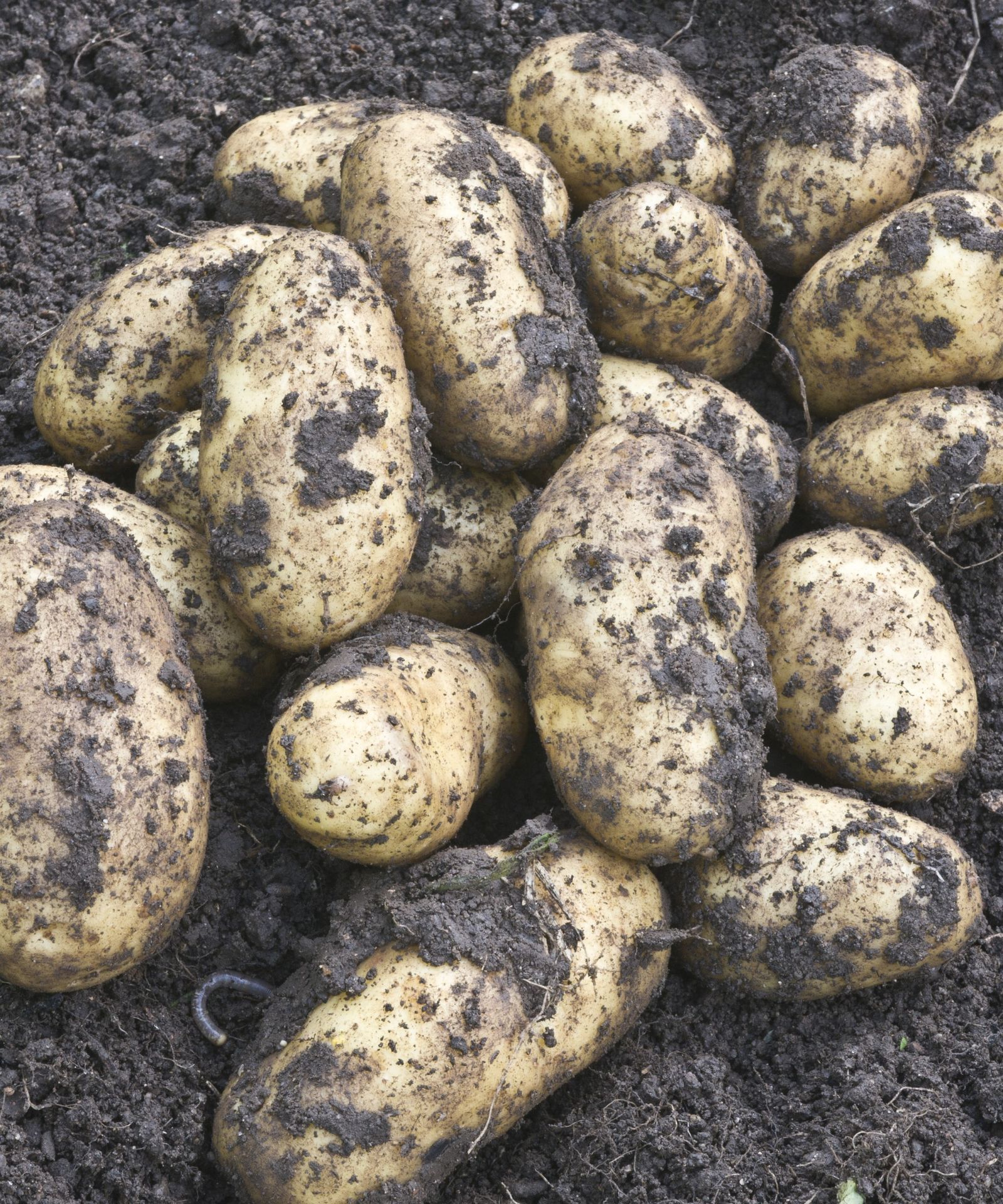 Best potato varieties: 12 top crops for your vegetable patch | Homes ...