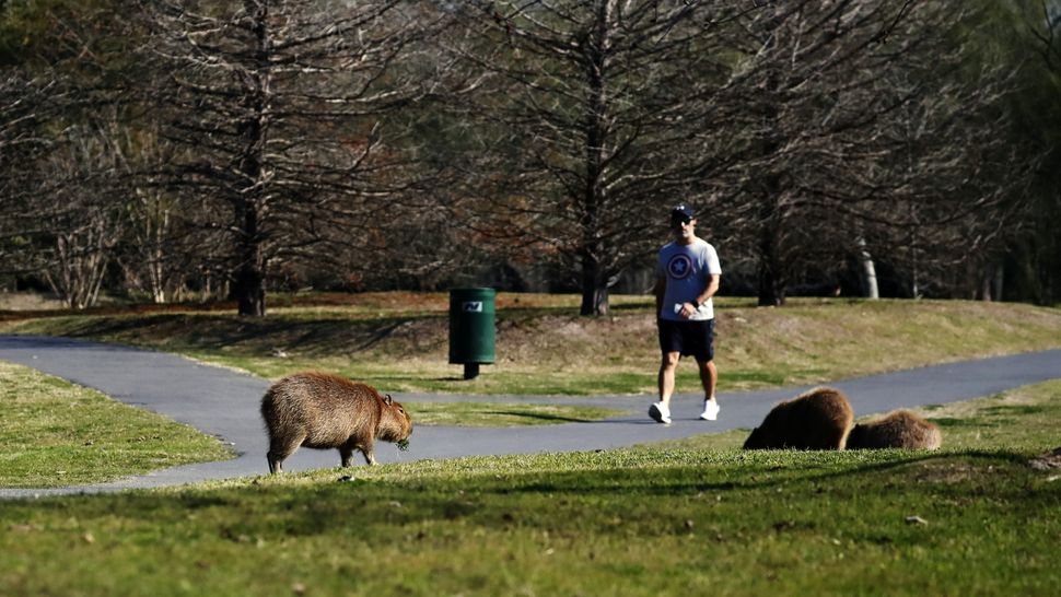 World's largest rodents are taking over a fancy gated community in ...