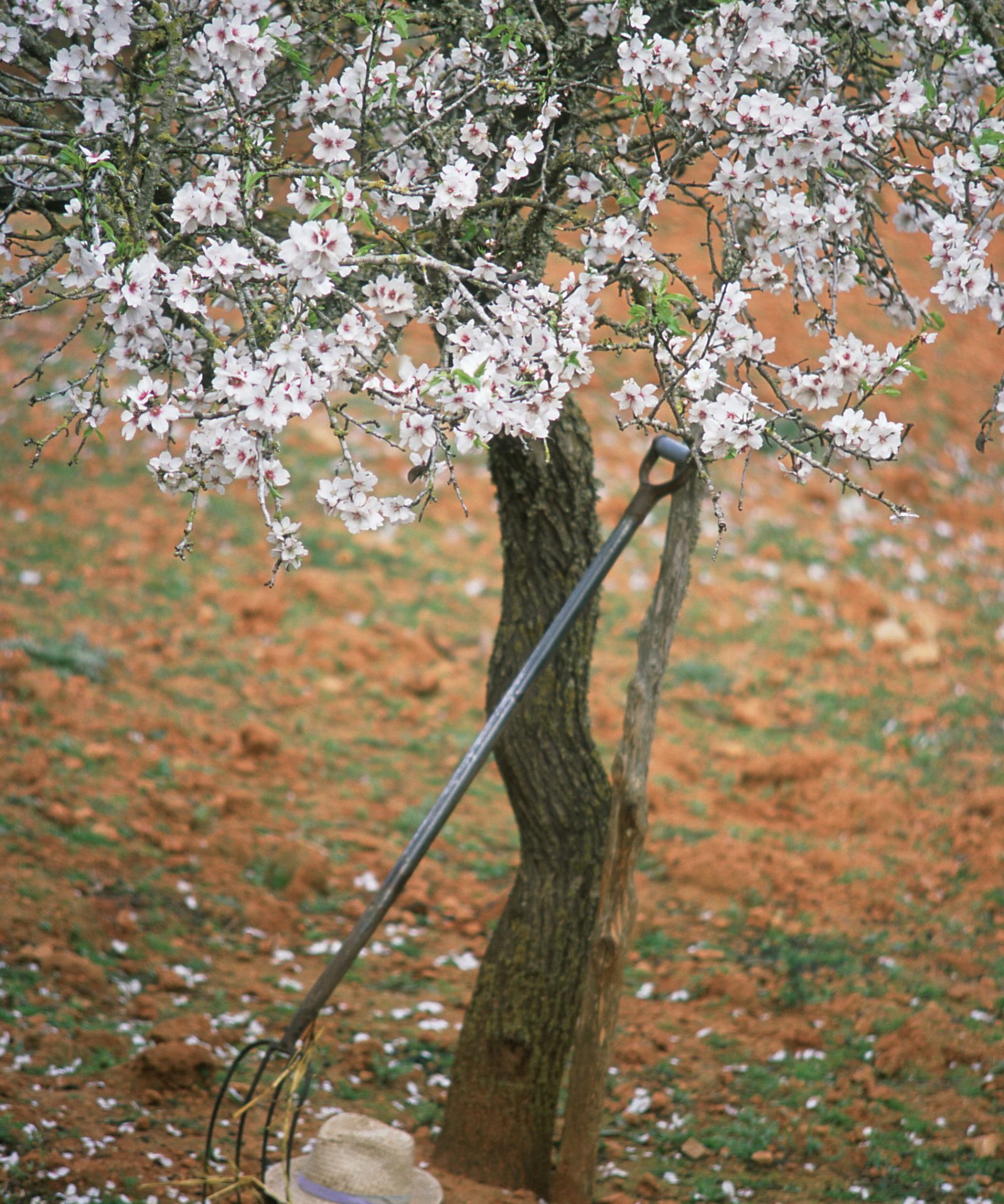 When and How to Prune Almond Trees: Our Expert Tips | Homes and Gardens