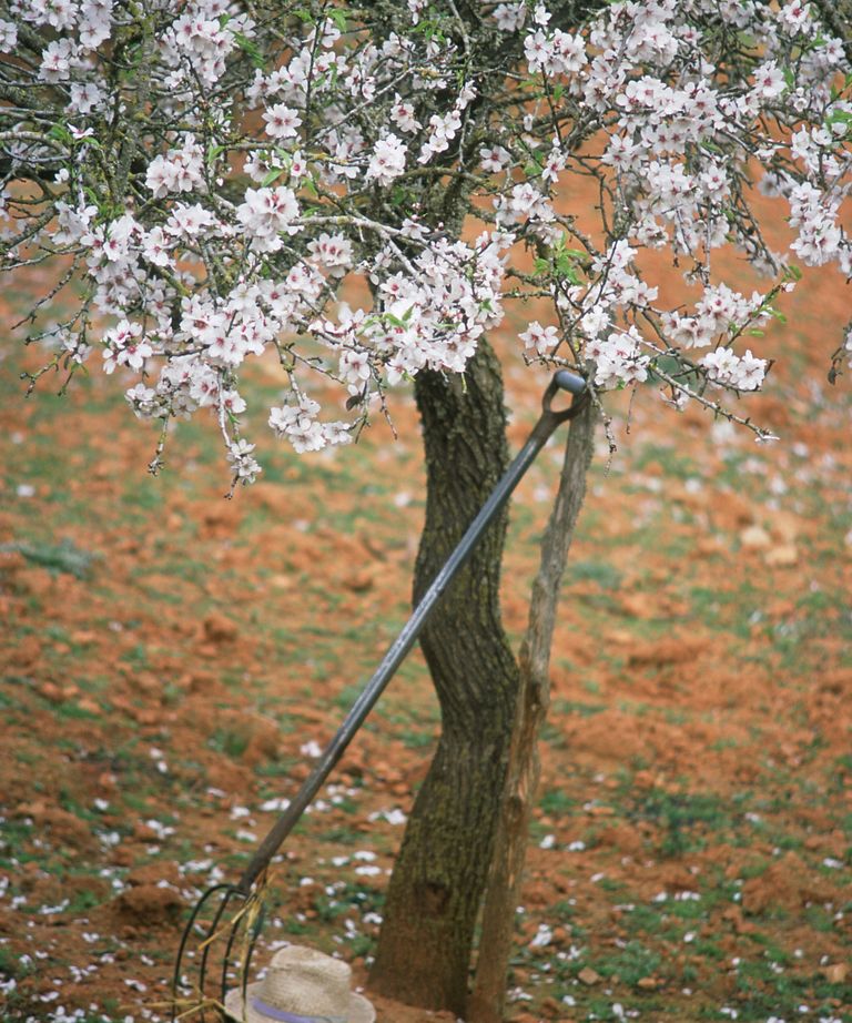 When and How to Prune Almond Trees: Our Expert Tips | Homes and Gardens