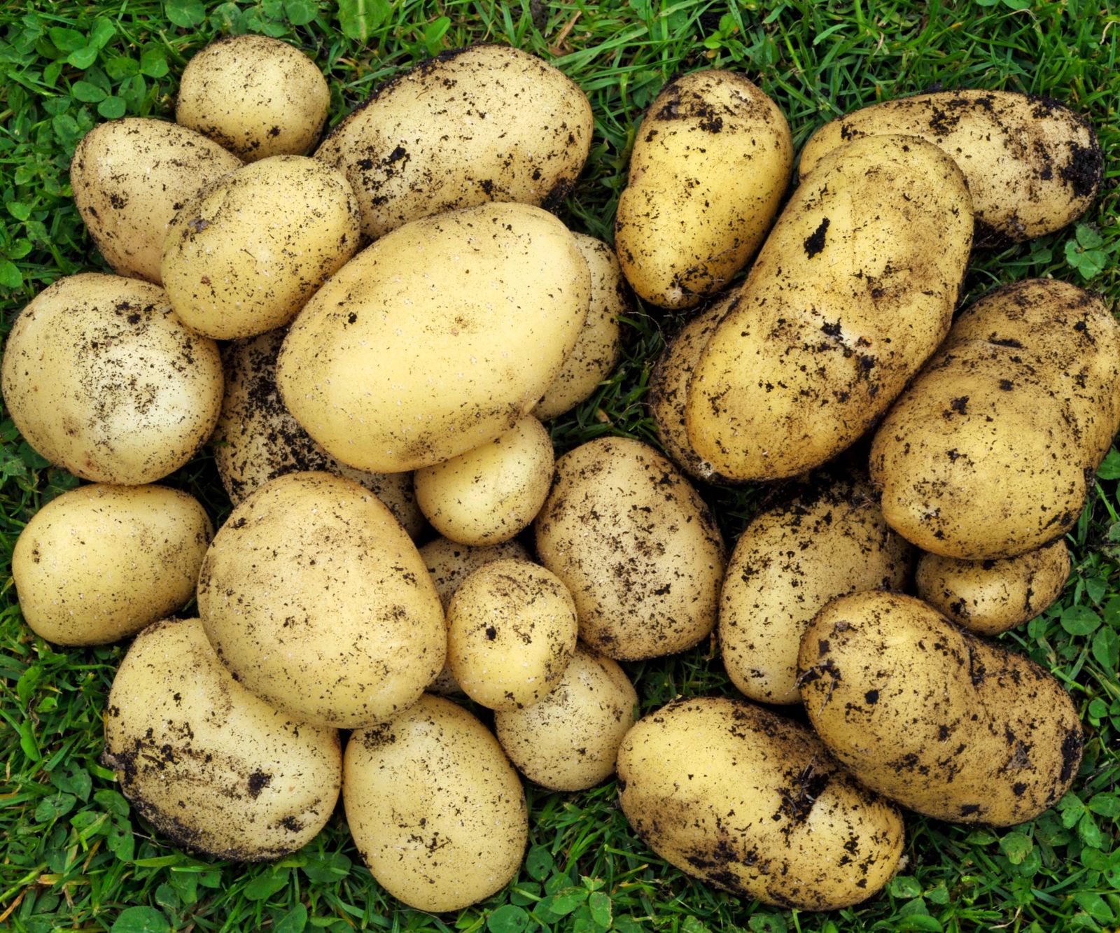 Best potato varieties: 12 top crops for your vegetable patch | Homes ...