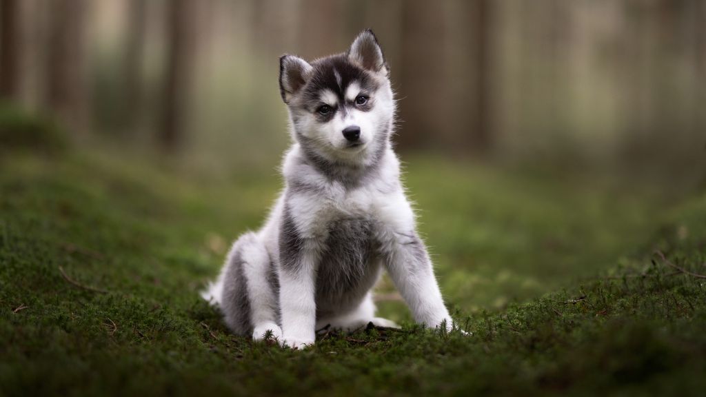 32 dog breeds for every zodiac sign | PetsRadar