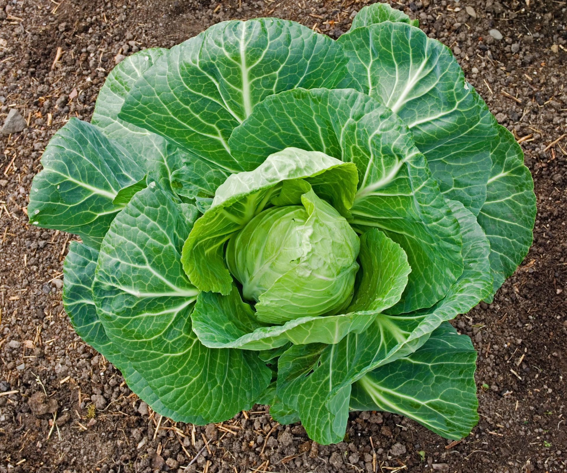 How to grow spring cabbages - expert tips for great crops | Homes and ...