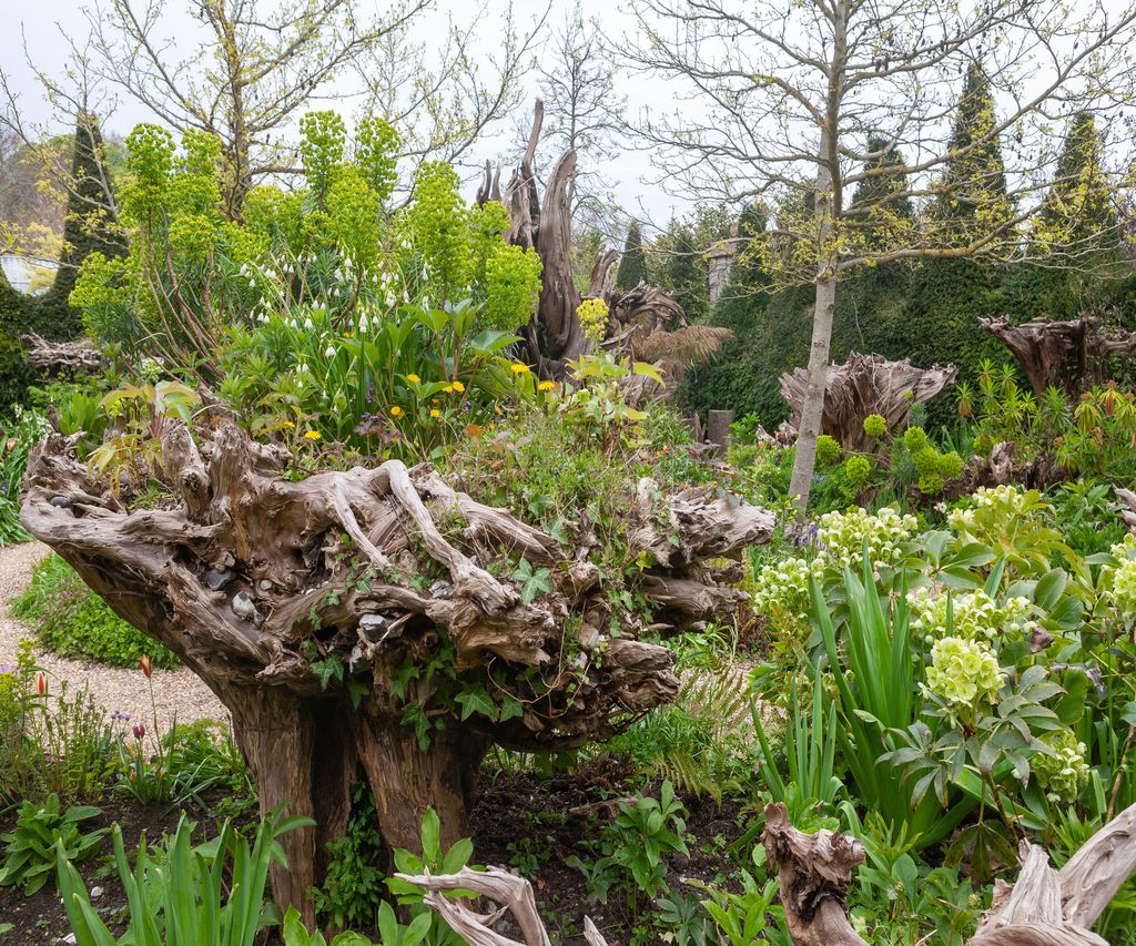 What is a stumpery? - experts explain plus how to create one | Homes ...