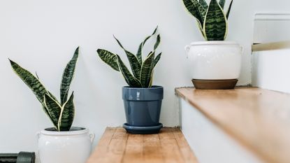 The 8 Best Bathroom Plants To Grow With No Light or Low Light ...