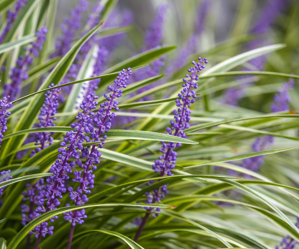 How to grow monkey grass: expert advice | Homes and Gardens