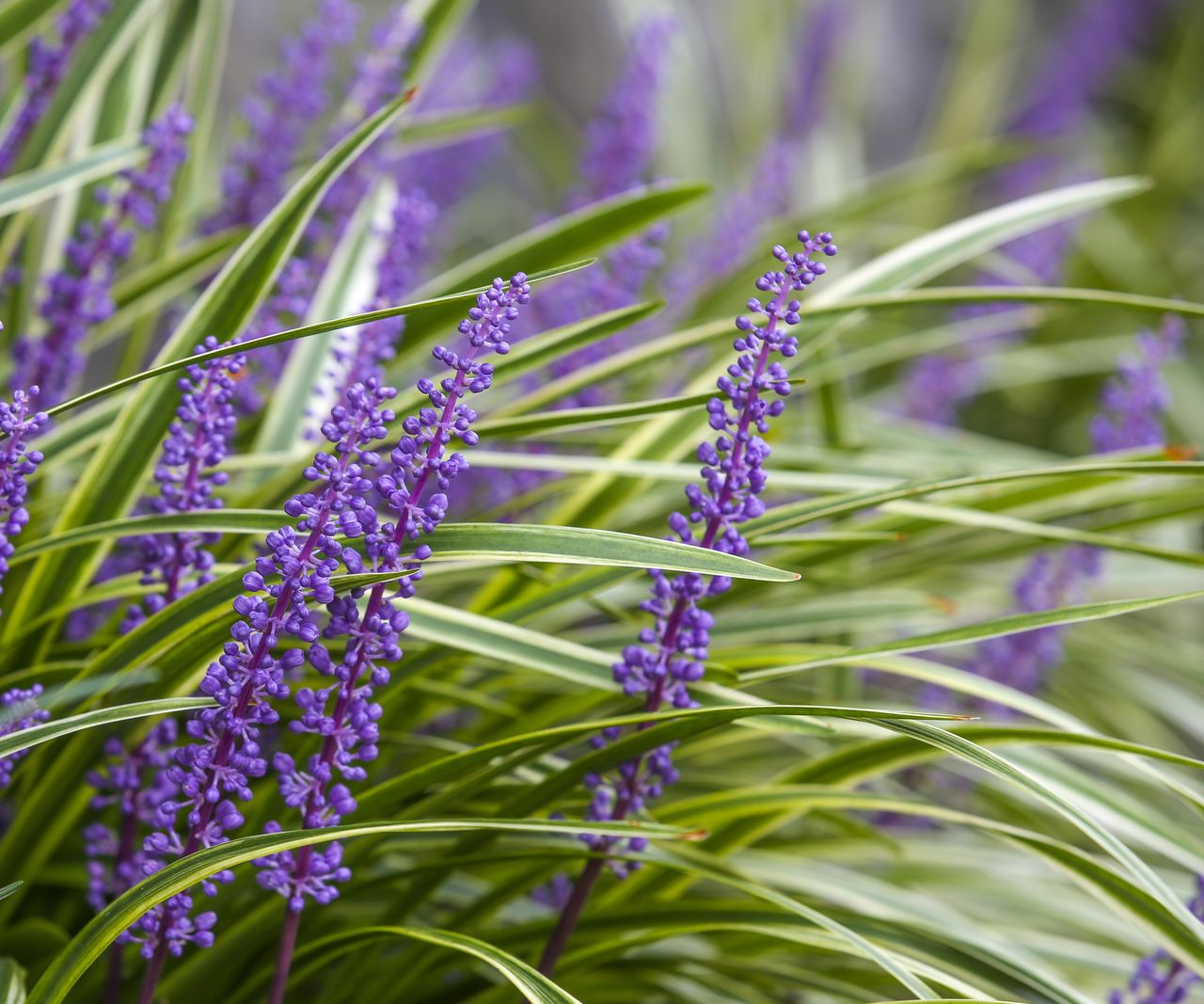 How to grow monkey grass: expert advice | Homes and Gardens