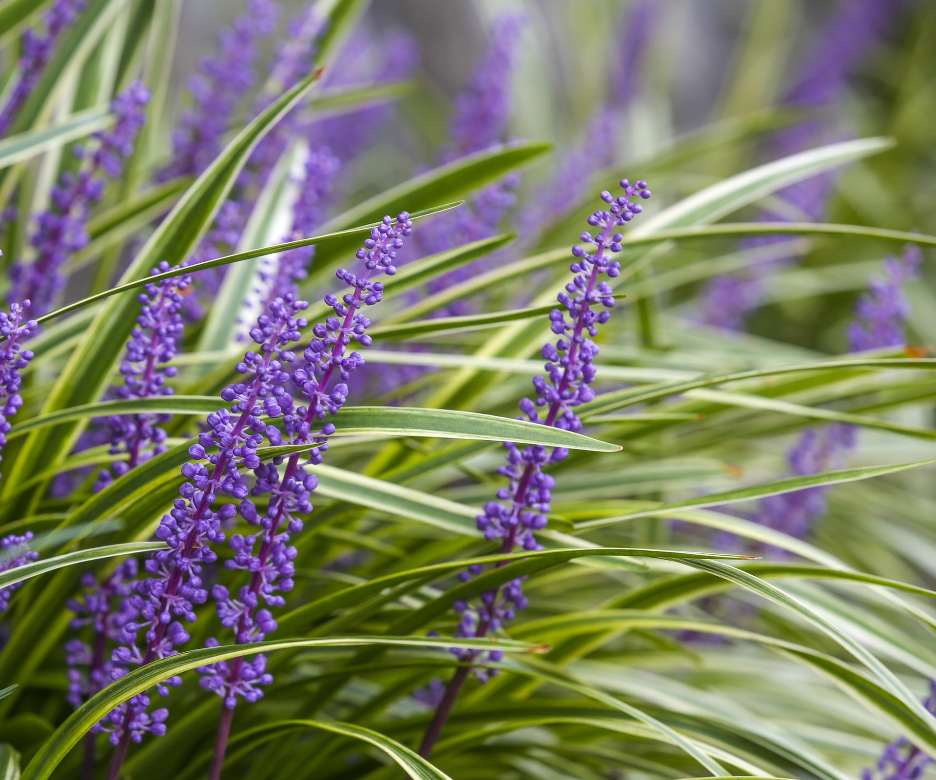 How to grow monkey grass: expert advice | Homes and Gardens