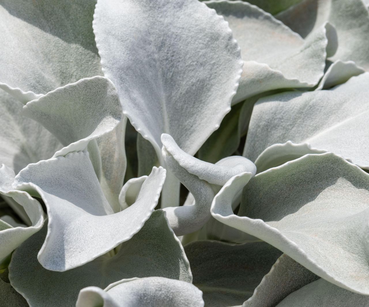 Best 6 plants with silver foliage: drought-tolerant planting | Homes ...