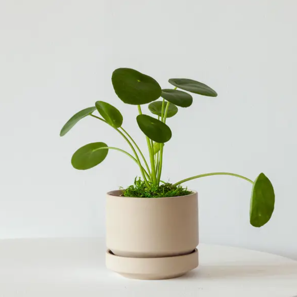 8 of the best tiny houseplants for small spaces and gift giving | Homes ...