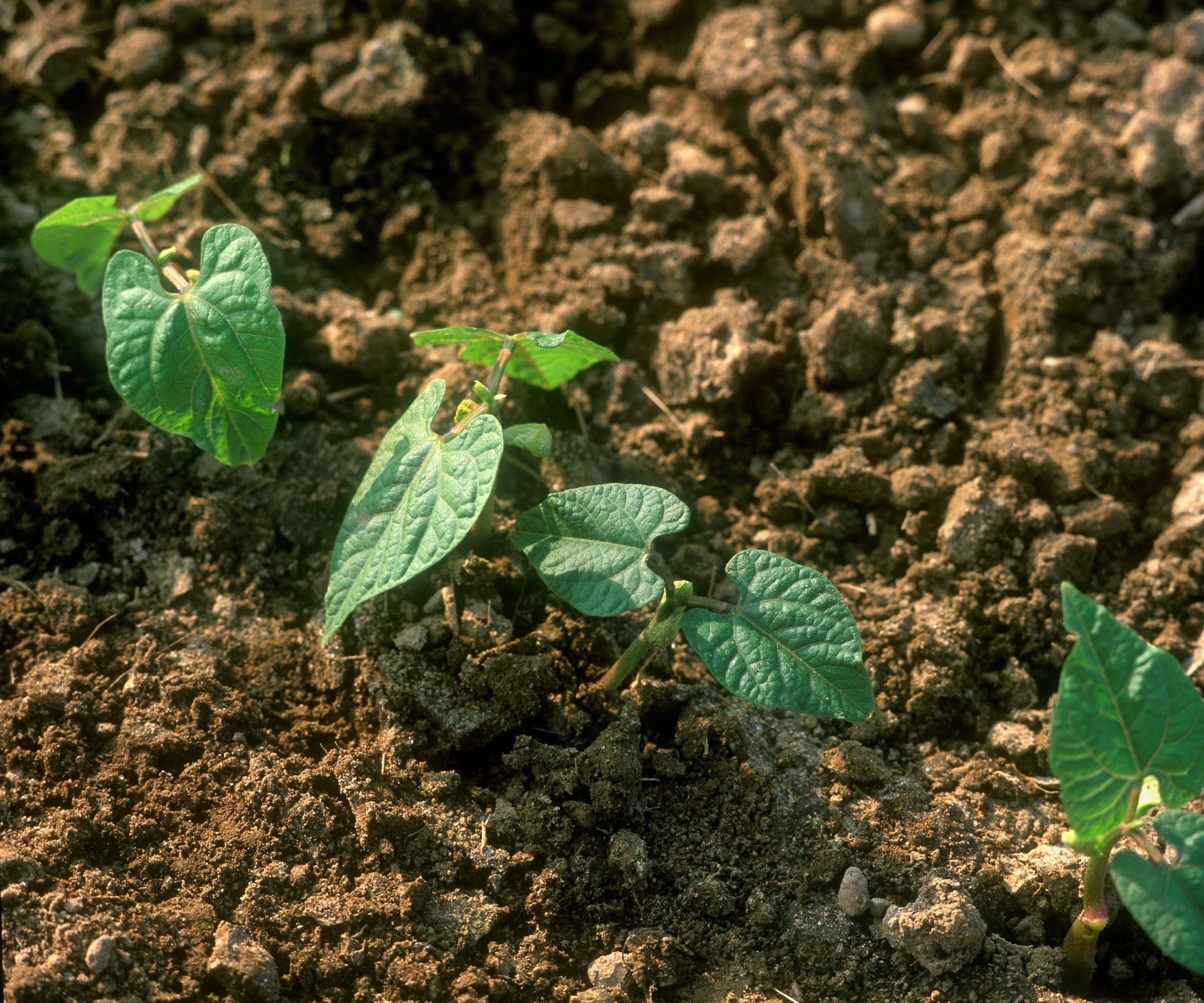 How to grow black beans at home and get a bumper harvest | Homes and ...