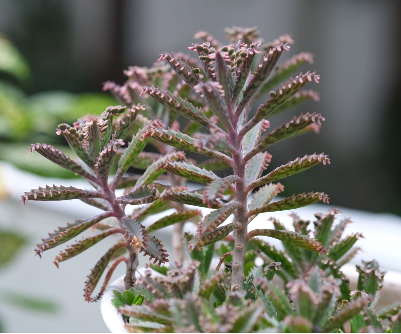 Mother of millions care: Expert tips to keep it flowering | Homes and ...