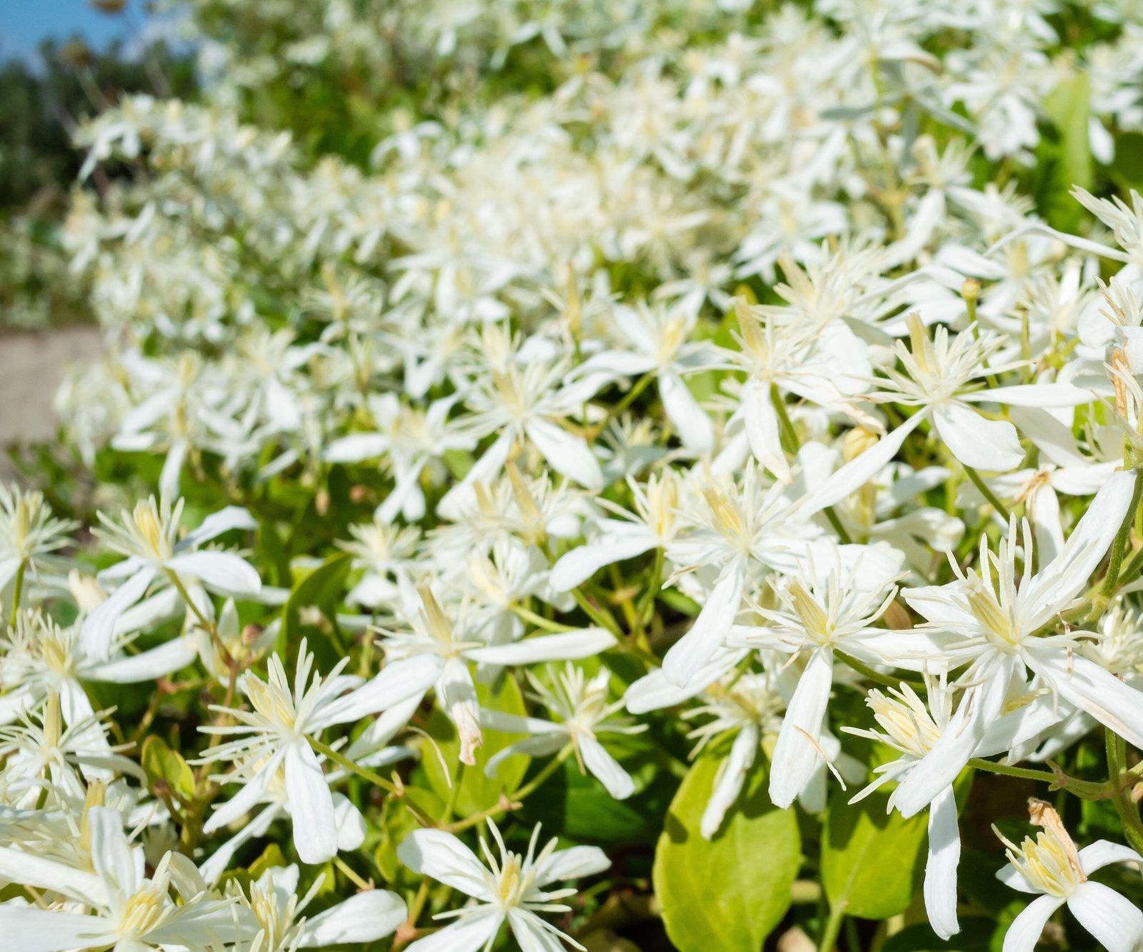 Invasive climbers to never plant and what you should grow | Homes and ...