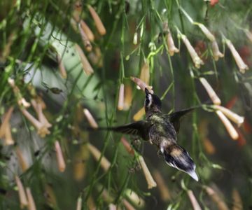 How to grow the firecracker plant: tips for more flowers | Homes and ...