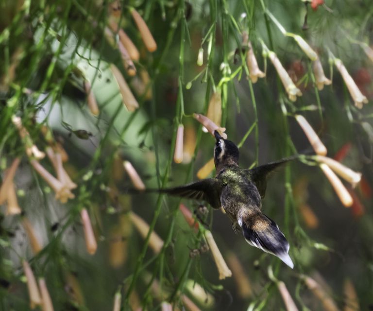 How to grow the firecracker plant: tips for more flowers | Homes and ...
