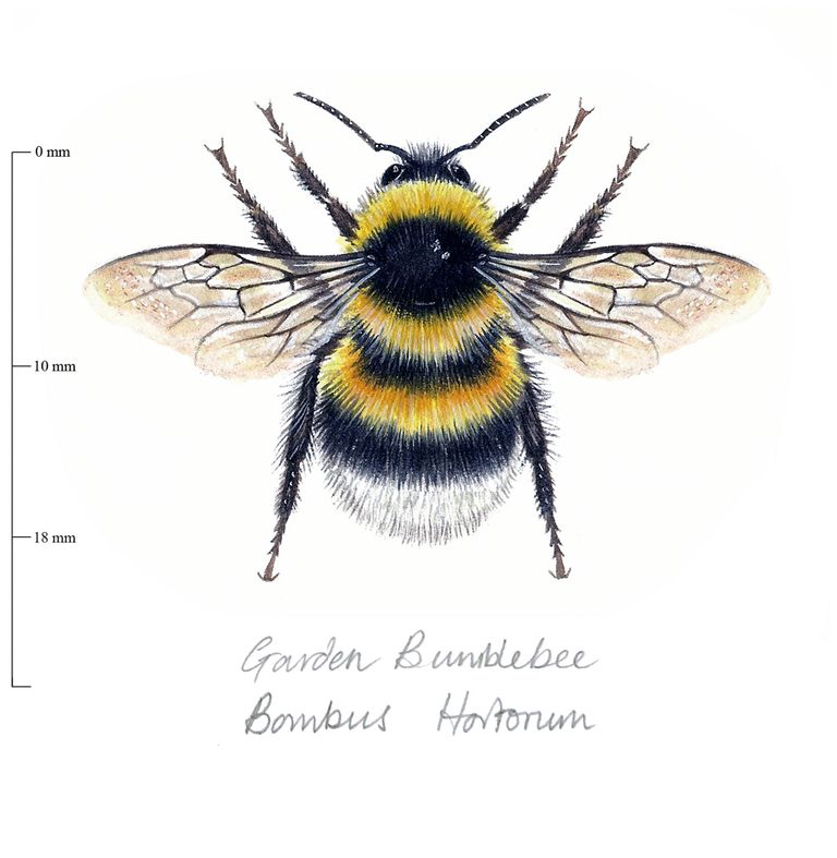 The seven bumblebees you'll see in Britain, and how to identify them ...