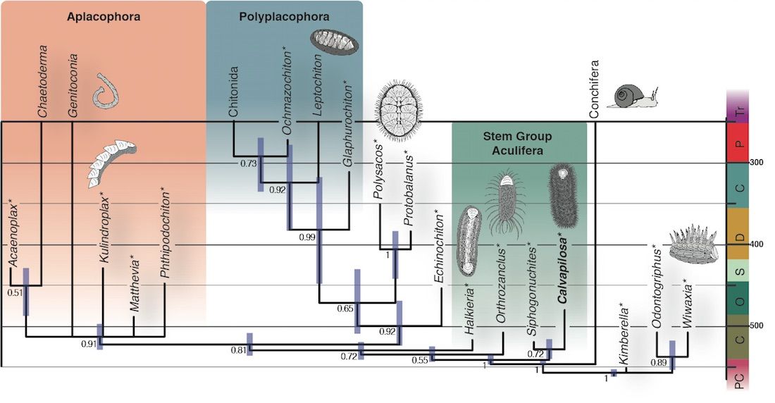 Photos: 'Hat'-Wearing Ancient Slug May Explain Mollusk Family Tree ...