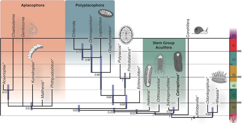 Photos: 'Hat'-Wearing Ancient Slug May Explain Mollusk Family Tree ...